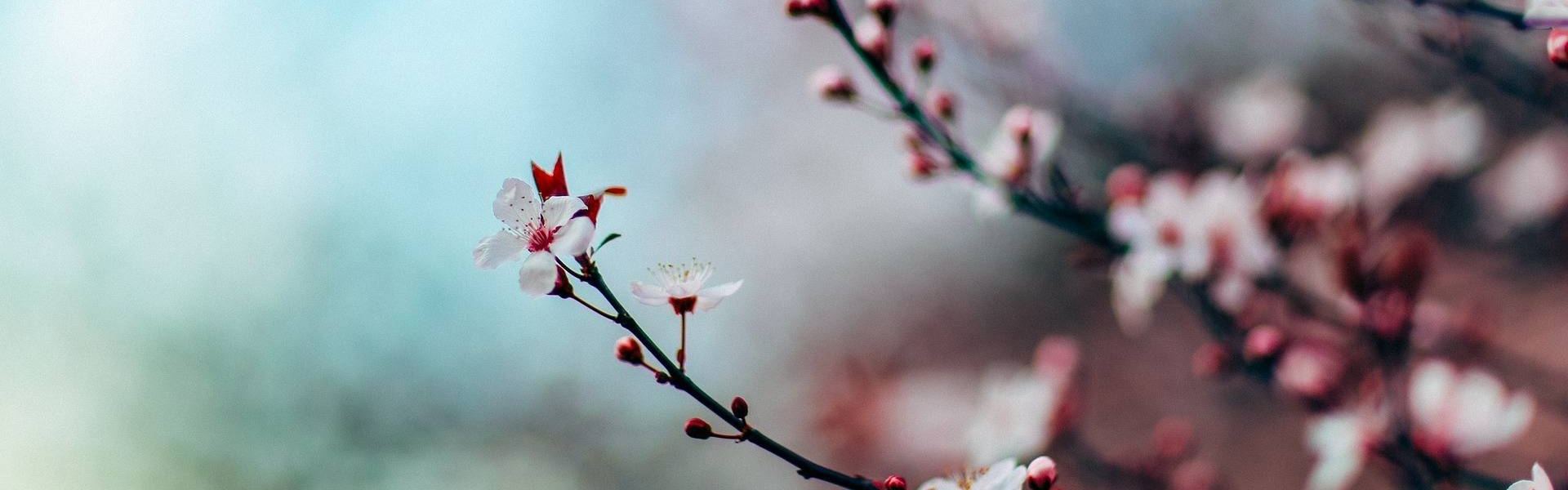 Serge verkostet: Neue Japaner, Teil 2 - WhiskyExperts